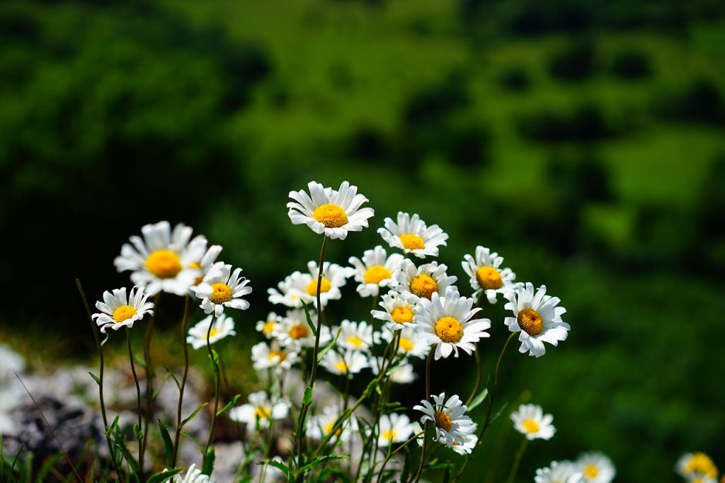 What is the Feverfew Plant and What is it Good For? - Garden and Happy