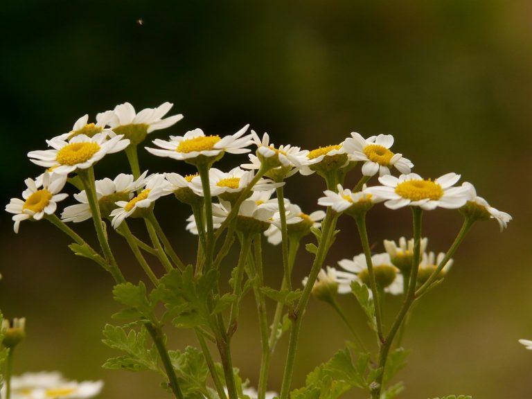 What is the Feverfew Plant and What is it Good For? - Garden and Happy
