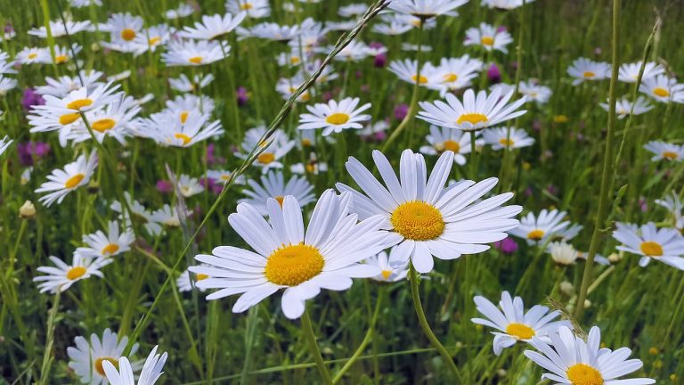 What is the Feverfew Plant and What is it Good For? - Garden and Happy