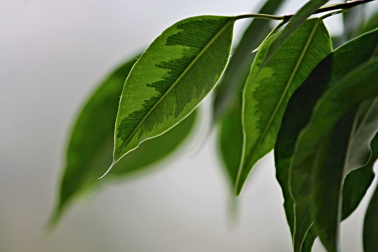 6 Tips for Keeping Your Ficus Tree Happy and Healthy - Garden and Happy