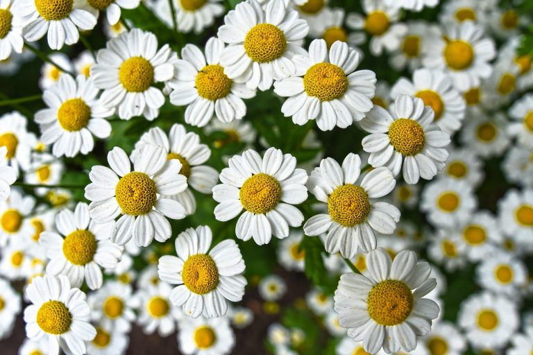 What is the Feverfew Plant and What is it Good For? - Garden and Happy