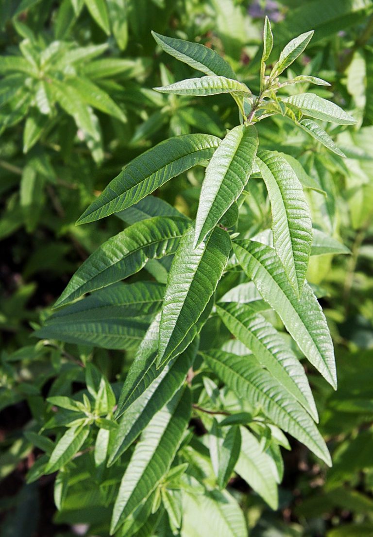 A Complete Guide on Planting, Growing, and Harvesting Lemon Verbena ...