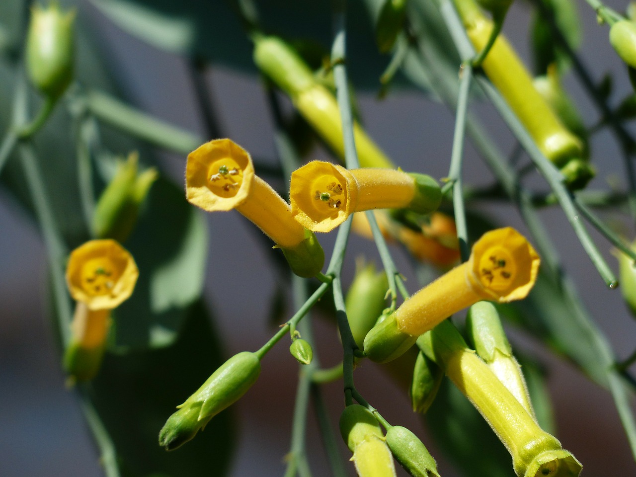Nicotiana (Flowering Tobacco) is Incredibly Beautiful AND Easy to Grow ...
