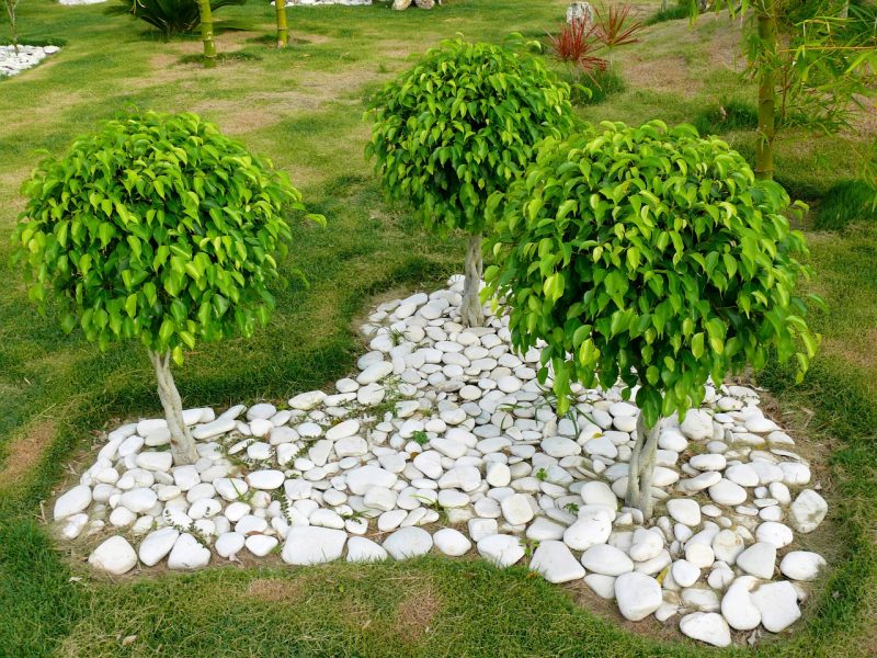 6 Tips for Keeping Your Ficus Tree Happy and Healthy - Garden and Happy