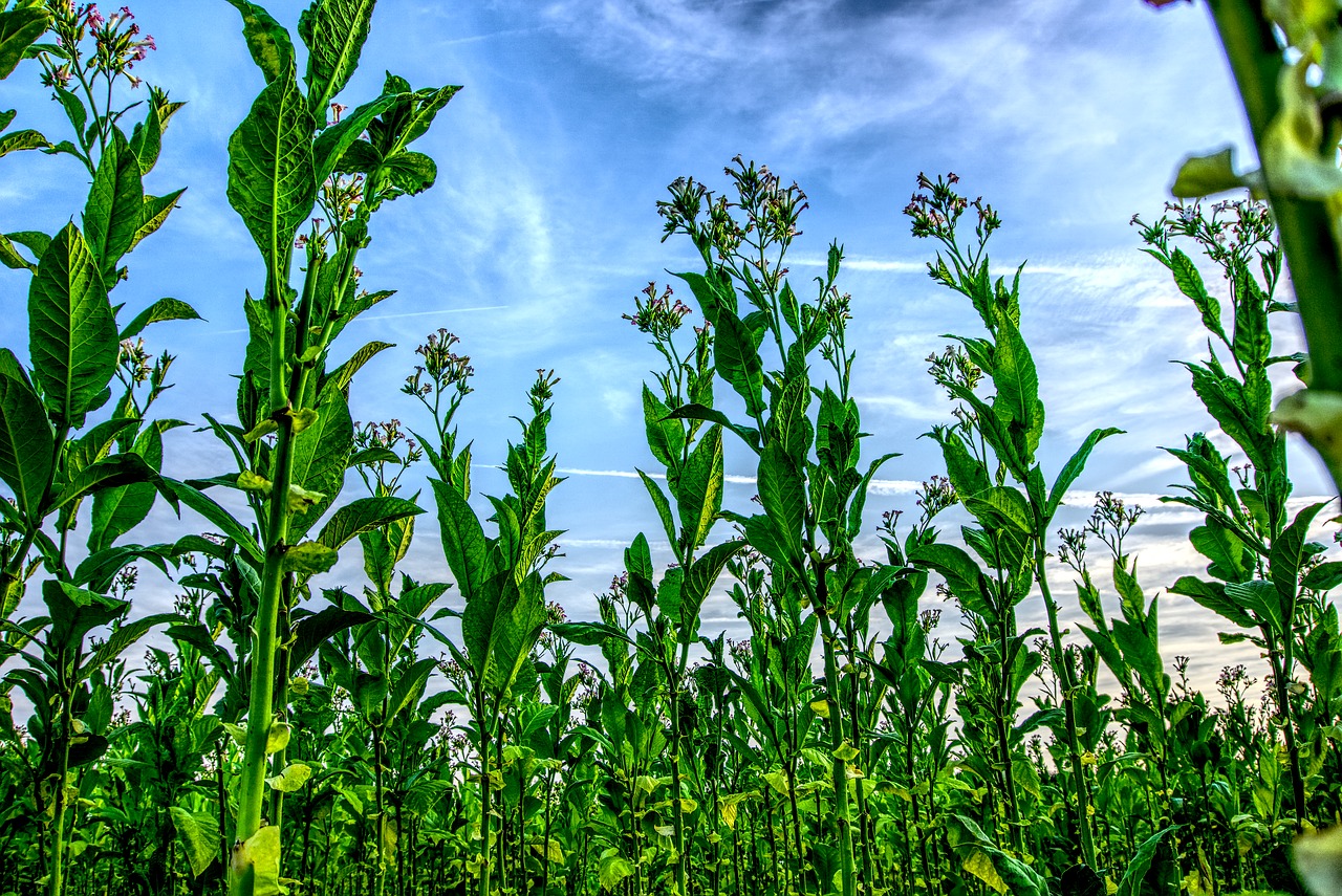 Nicotiana (Flowering Tobacco) is Incredibly Beautiful AND Easy to Grow ...