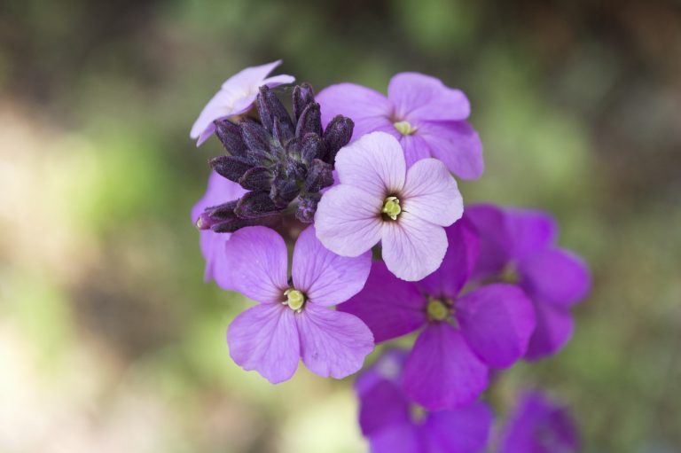 10 of the Best Perennial Flowers that Bloom from Spring to Fall ...