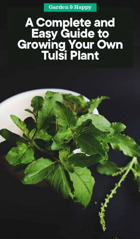 A Complete and Easy Guide to Growing Tulsi Plant - Garden and Happy