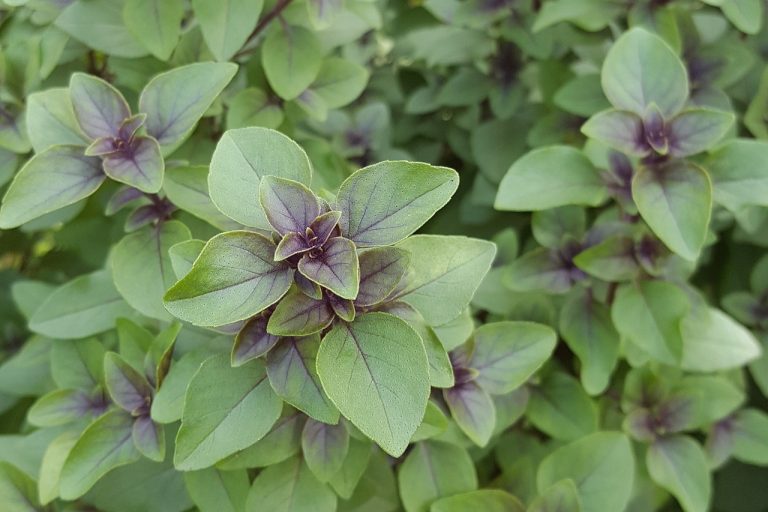 A Complete and Easy Guide to Growing Tulsi Plant - Garden and Happy