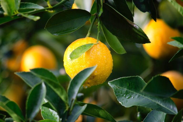 How to Grow a Lemon Tree - Garden and Happy