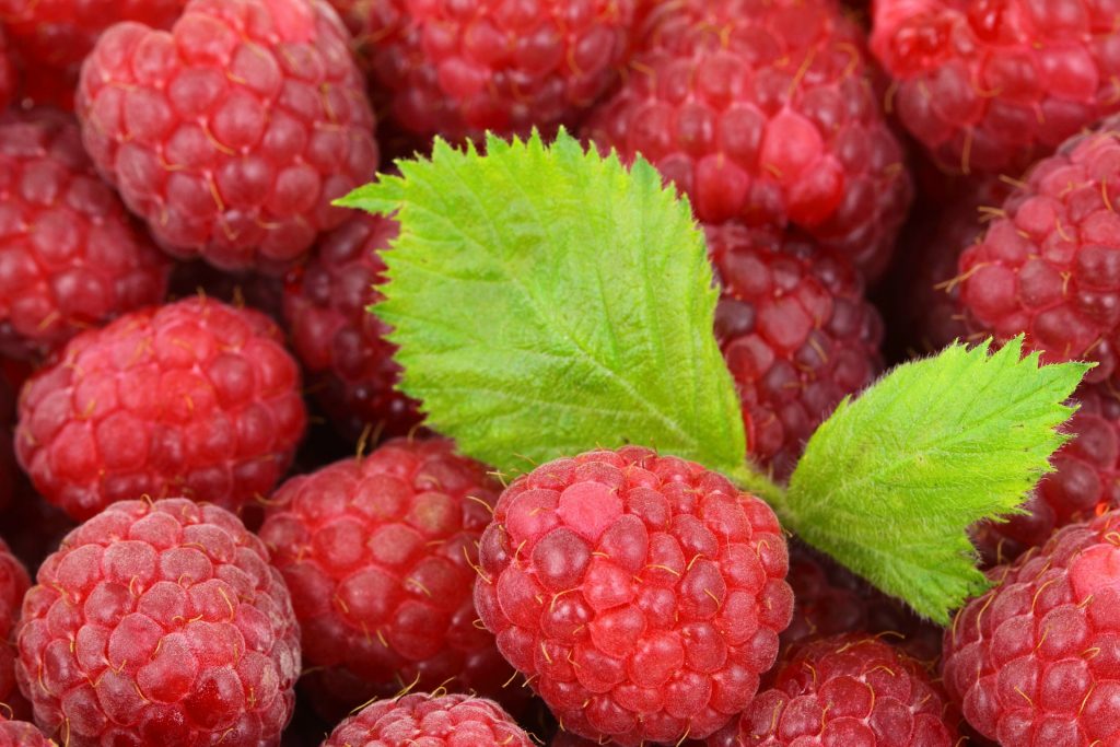 An Easy Guide to Pruning Raspberries Perfectly Every Time - Garden and ...