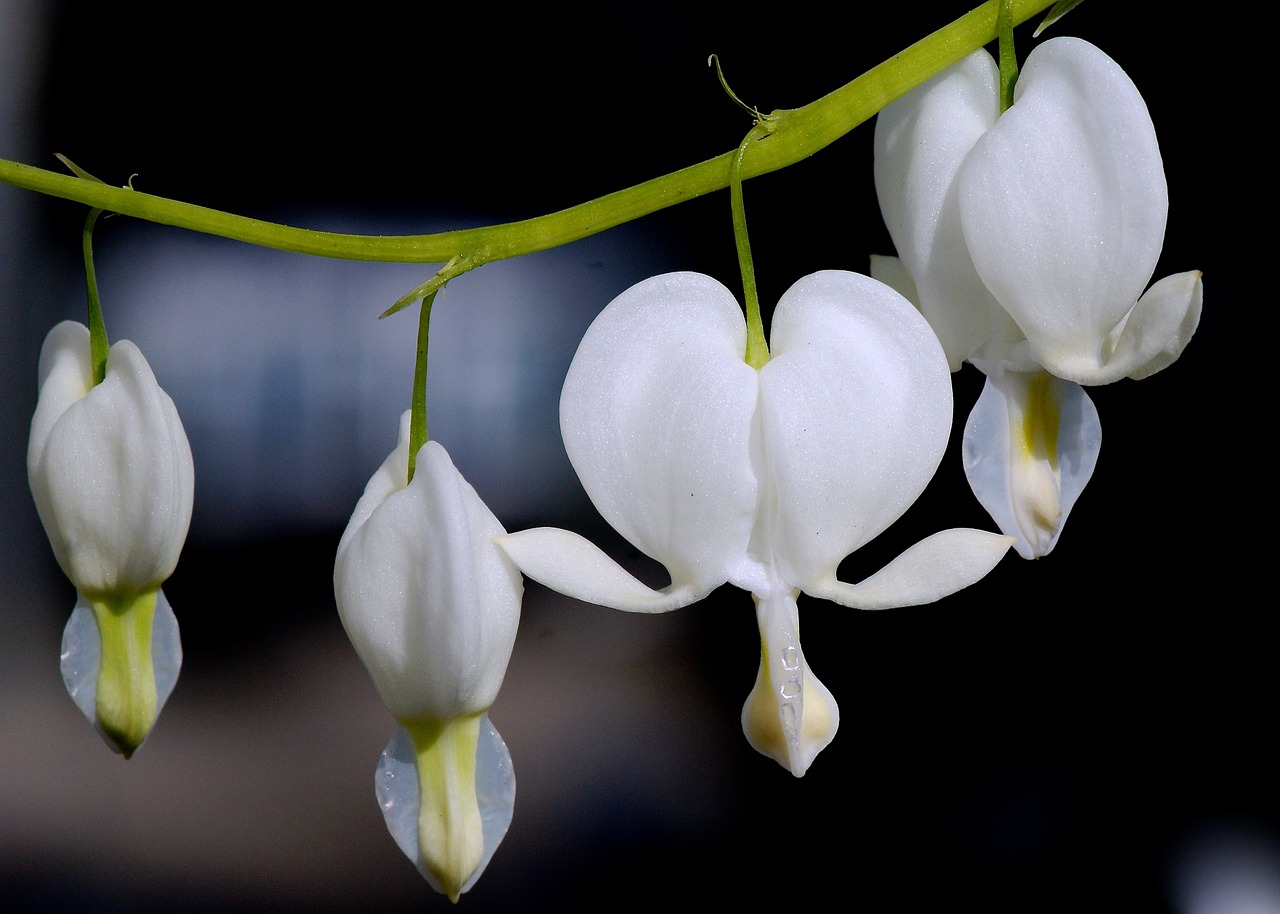 The Bleeding Heart Plant: An Essential Growing Guide - Garden and Happy