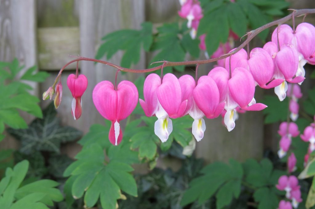 The Bleeding Heart Plant: An Essential Growing Guide - Garden and Happy