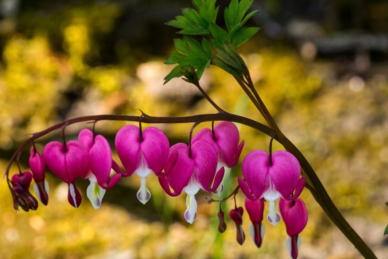 The Bleeding Heart Plant: An Essential Growing Guide - Garden and Happy