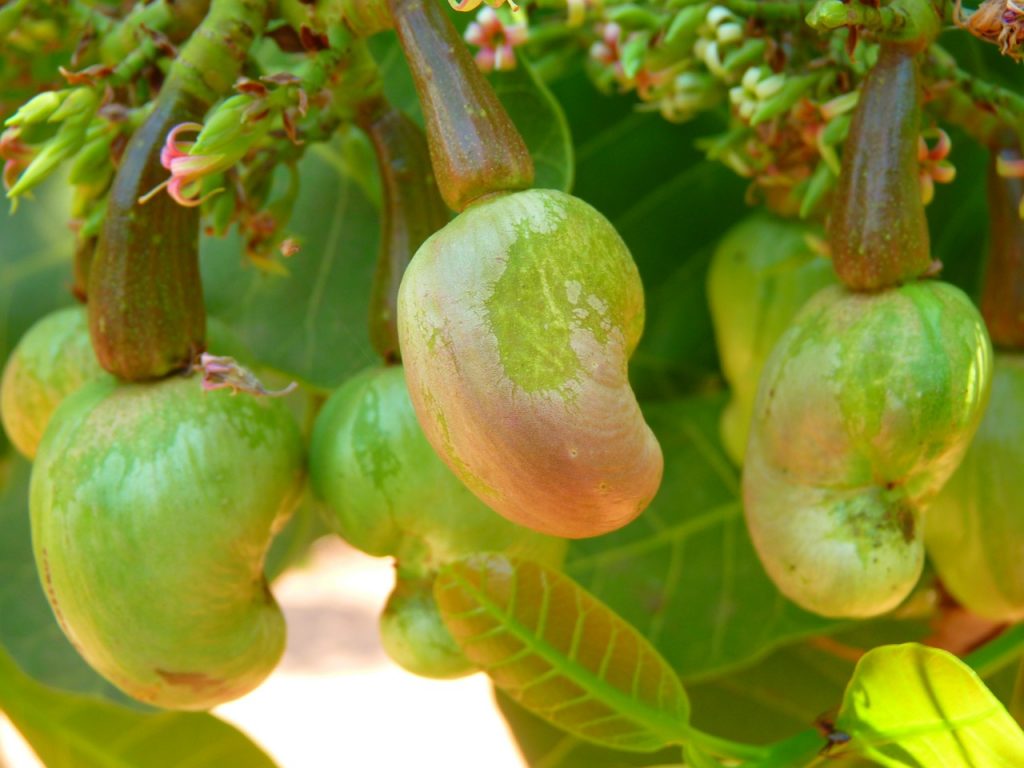 The Complete Guide to Growing a Thriving Cashew Tree - Garden and Happy