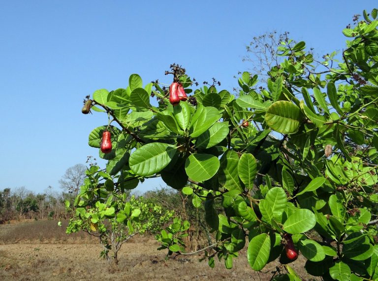 The Complete Guide to Growing a Thriving Cashew Tree - Garden and Happy