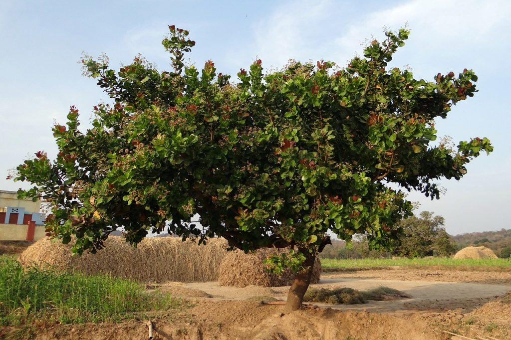The Complete Guide to Growing a Thriving Cashew Tree - Garden and Happy