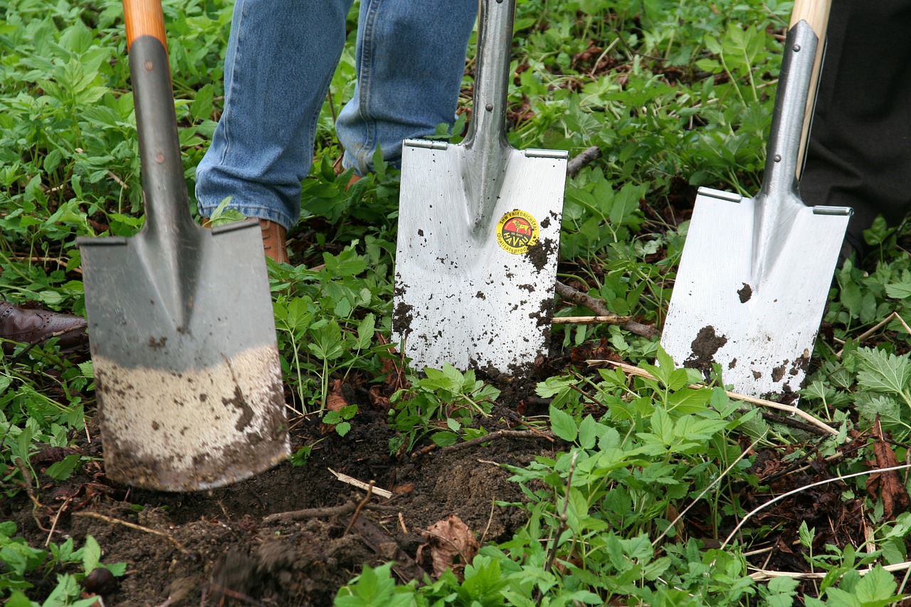 Tips and Advice for Growing Raspberries in Your Own Backyard - Garden ...