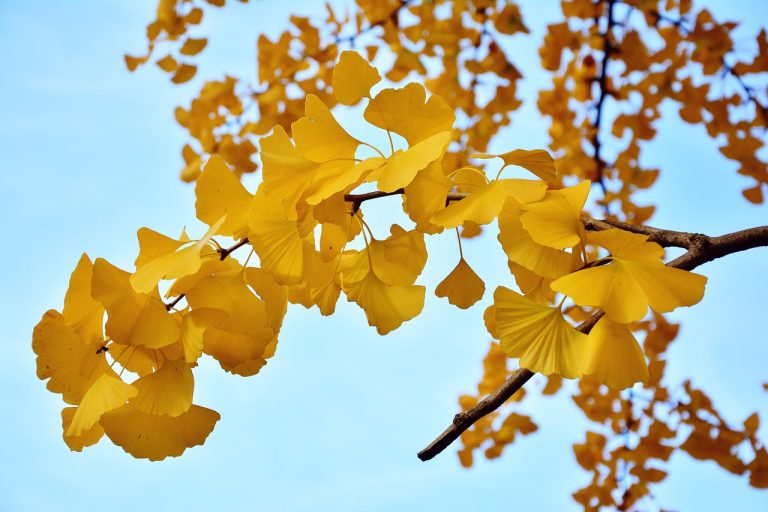 20 Surprising Ginkgo Tree Facts to Tantalize Your Brain - Garden and Happy
