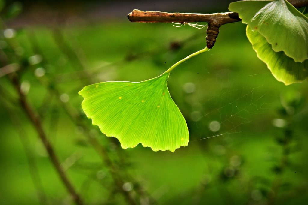 20 Surprising Ginkgo Tree Facts to Tantalize Your Brain - Garden and Happy
