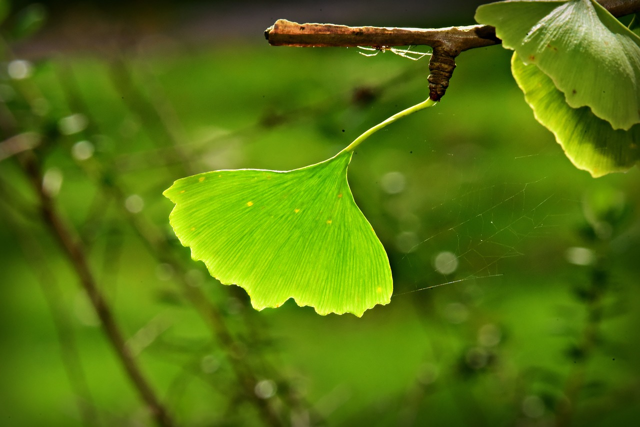 20 Surprising Ginkgo Tree Facts to Tantalize Your Brain - Garden and Happy