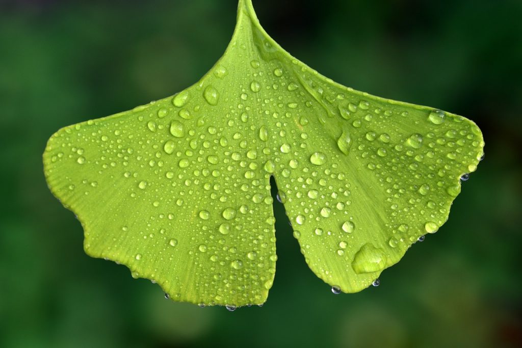 20 Surprising Ginkgo Tree Facts to Tantalize Your Brain - Garden and Happy