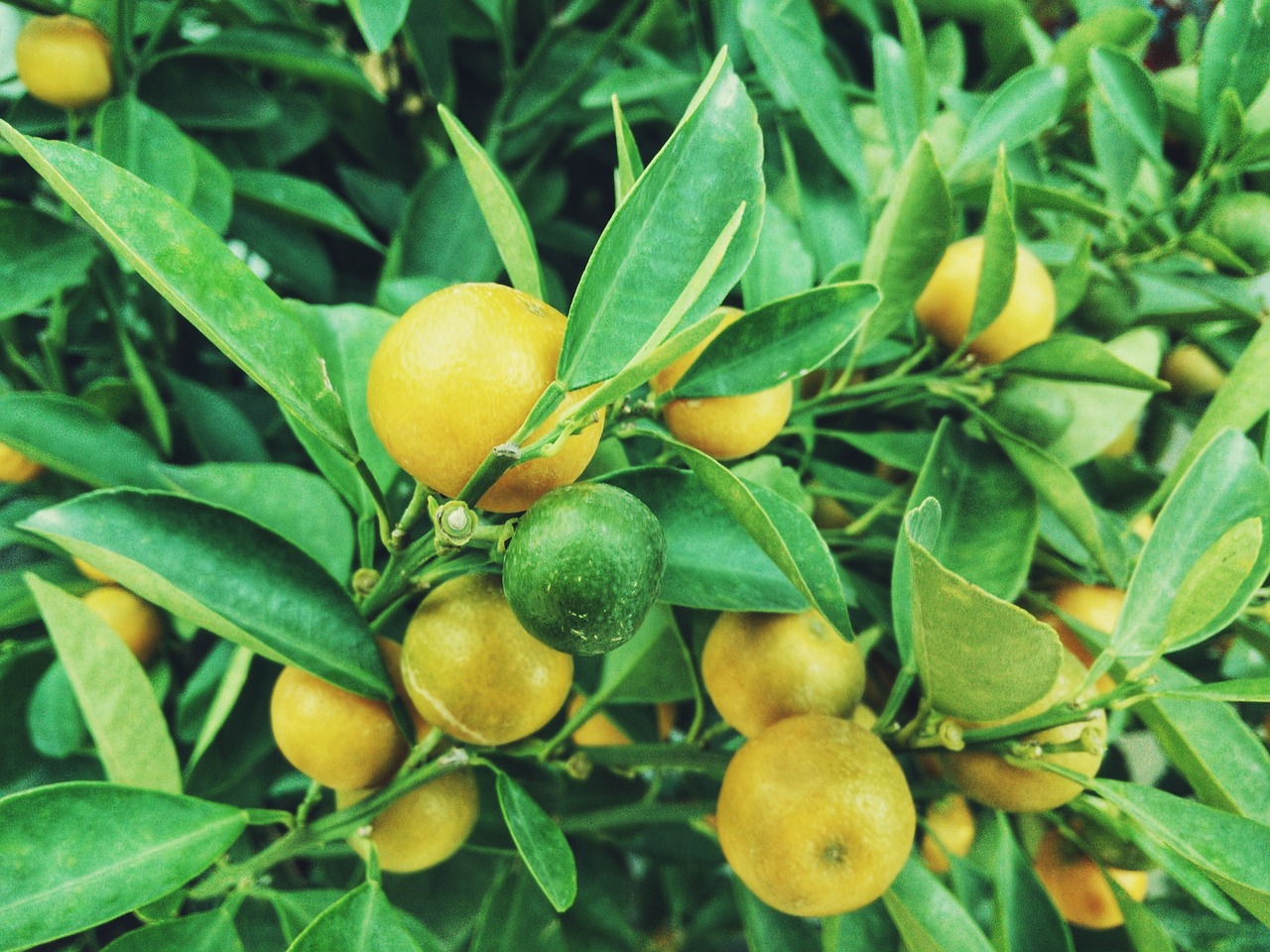 How to Grow a Lemon Tree - Garden and Happy