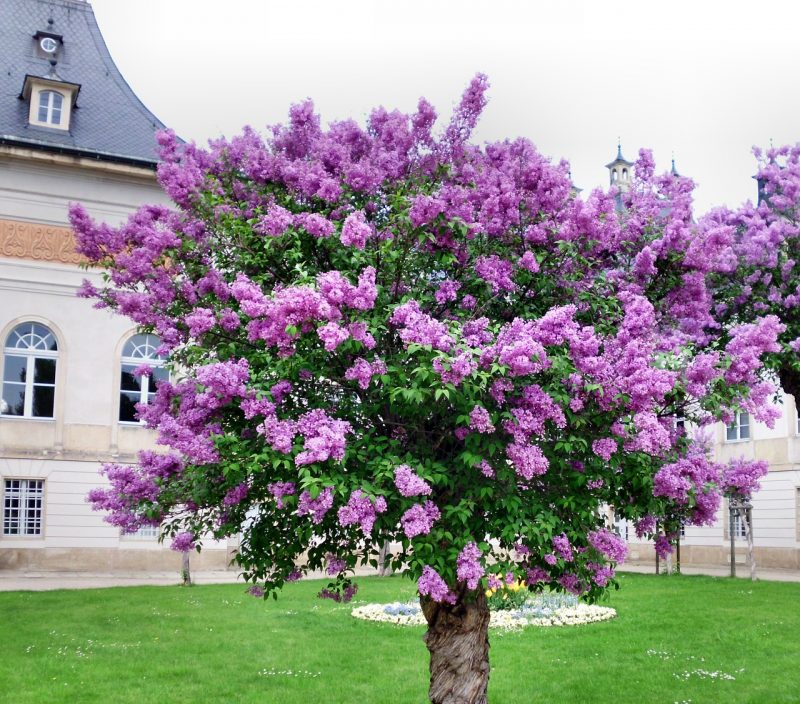9 Helpful Tips for Growing a Beautiful Lilac Tree at Home - Garden and ...