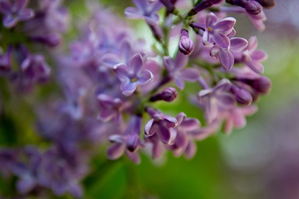 9 Helpful Tips for Growing a Beautiful Lilac Tree at Home - Garden and ...