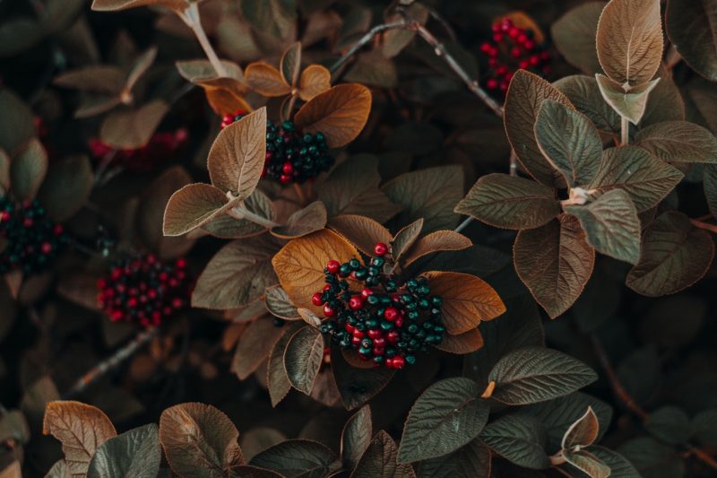 An Easy Guide to Growing a Grafted Multi-Fruit Tree - Garden and Happy