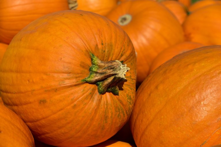 The Best Advice on How to Preserve a Pumpkin for Year-Round Flavor ...