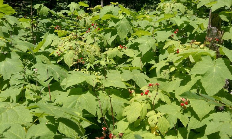An Easy Guide to Pruning Raspberries Perfectly Every Time - Garden and ...