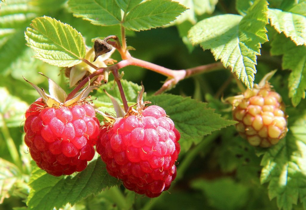 An Easy Guide to Pruning Raspberries Perfectly Every Time - Garden and ...