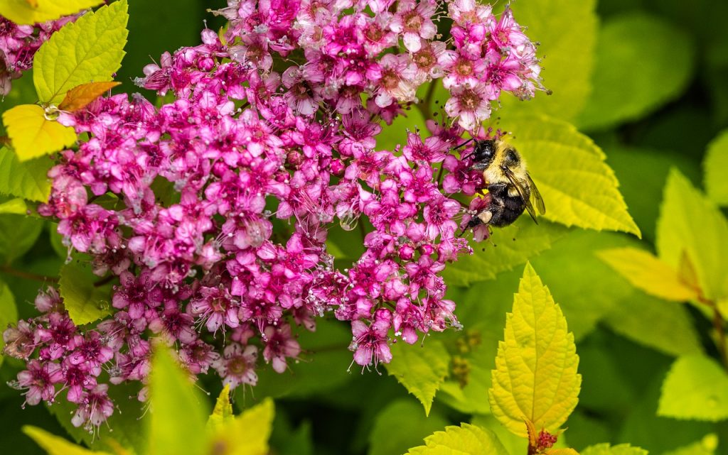 12 Stunning Full Sun Shrubs Perfect for Hot, Dry Soils - Garden and Happy