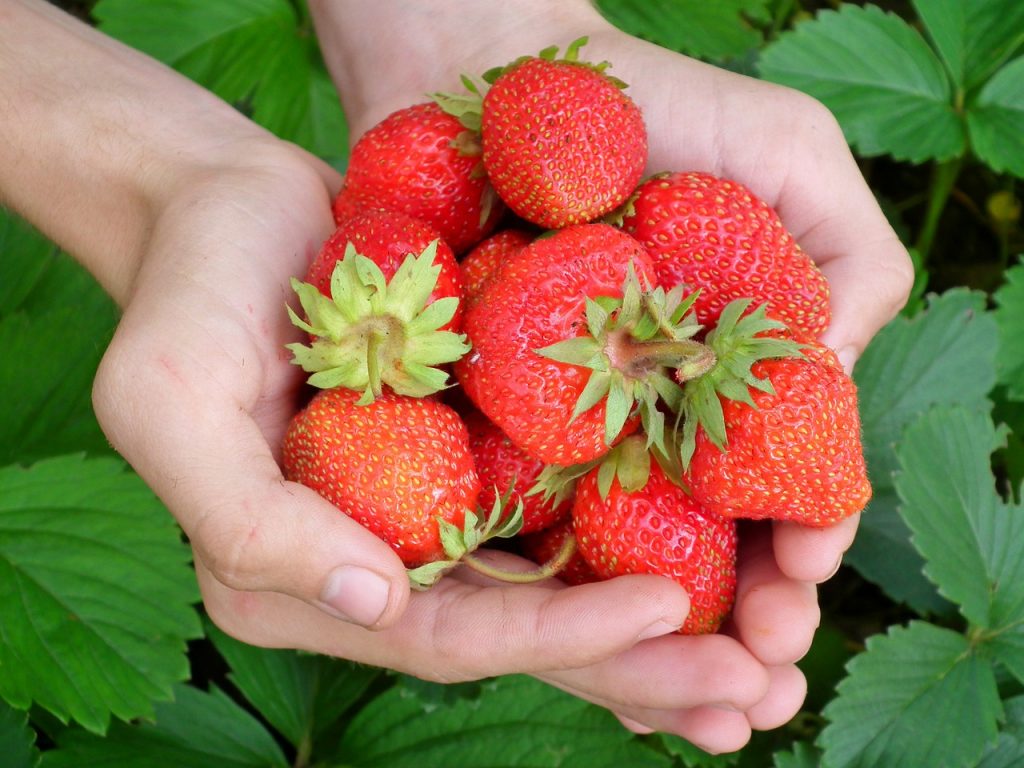 A Foolproof Guide to Growing Strawberries in Containers - Garden and Happy
