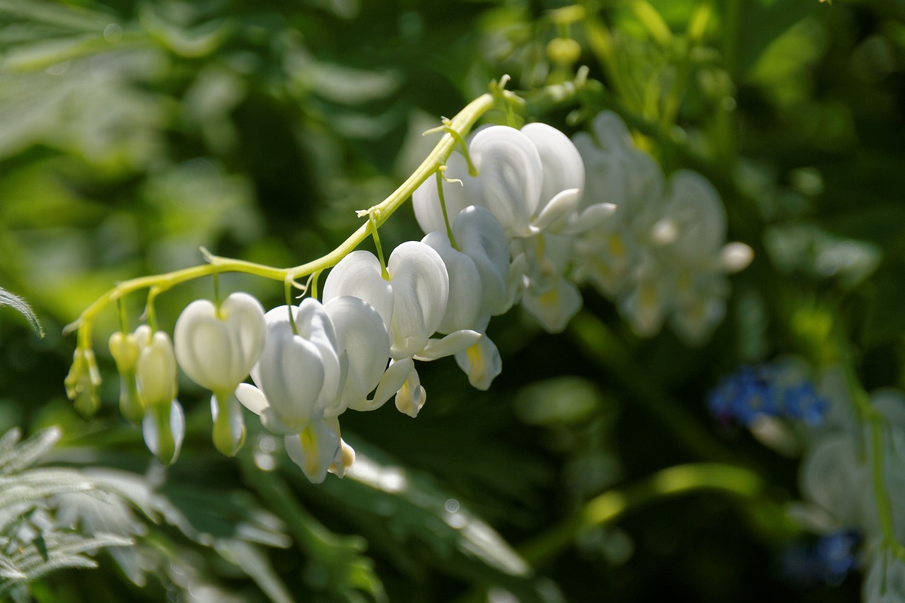 The Bleeding Heart Plant: An Essential Growing Guide - Garden and Happy