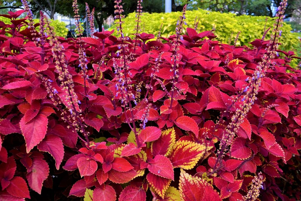 Coleus Growing Guide for Gloriously Colorful Borders - Garden and Happy