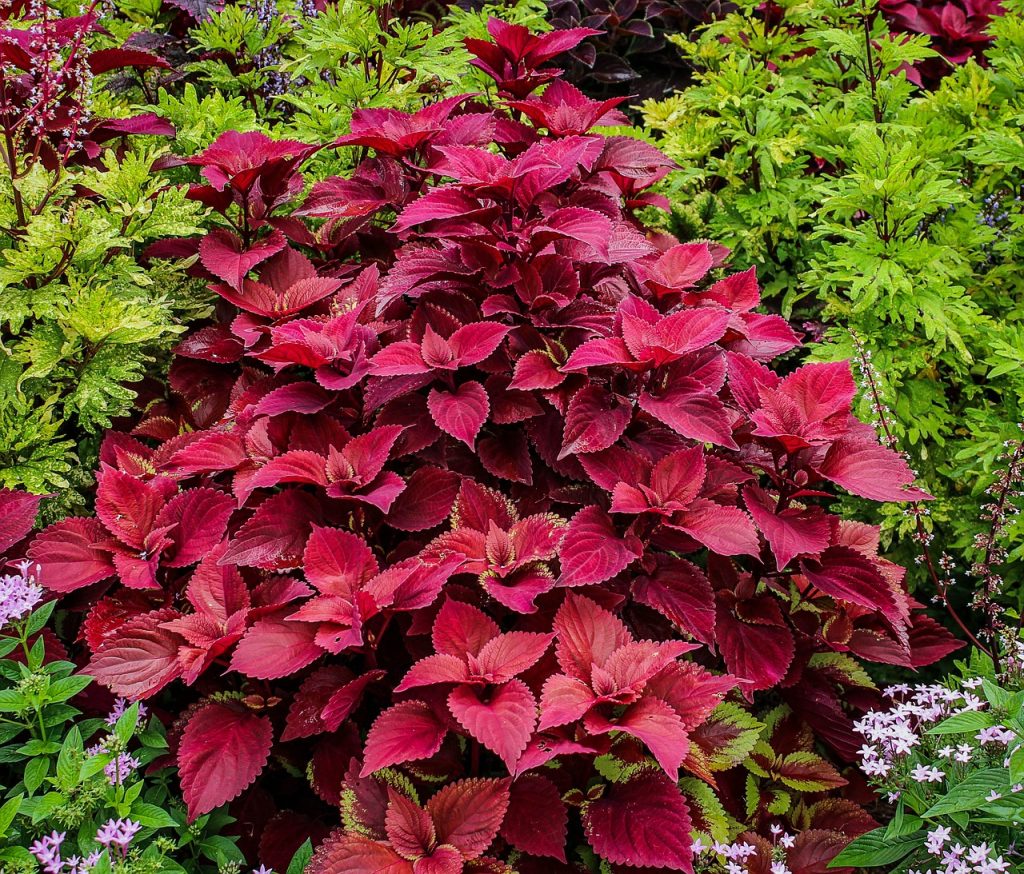 Coleus Growing Guide for Gloriously Colorful Borders - Garden and Happy