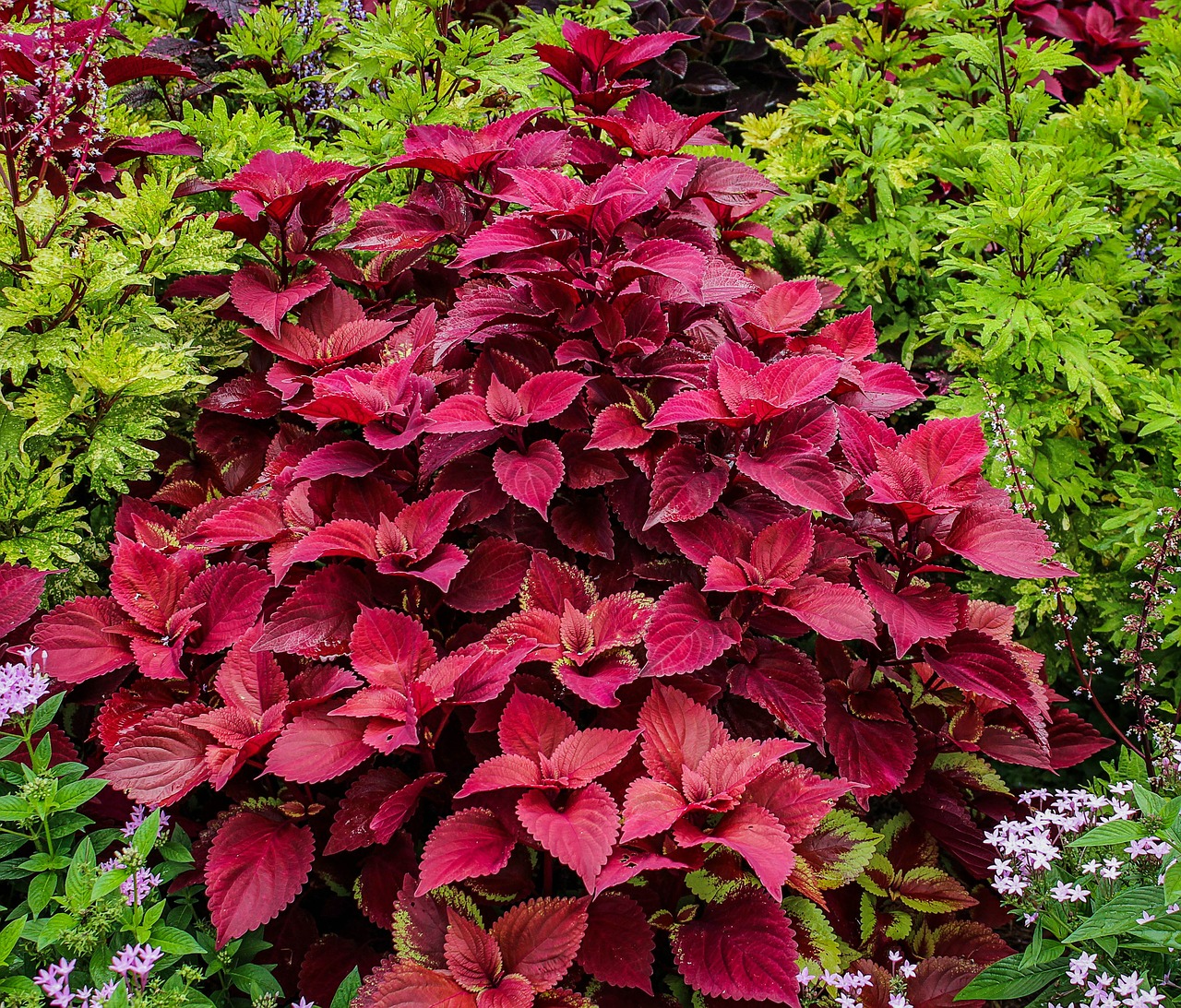 Coleus Growing Guide for Gloriously Colorful Borders - Garden and Happy