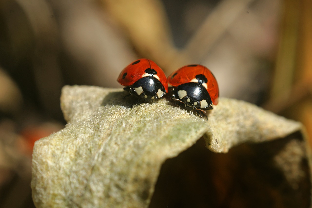 Why Introducing Baby Ladybugs will Improve Your Garden Immediately ...