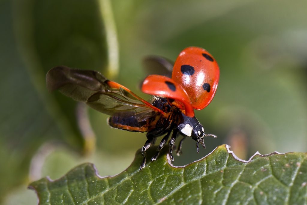 Why Introducing Baby Ladybugs will Improve Your Garden Immediately ...