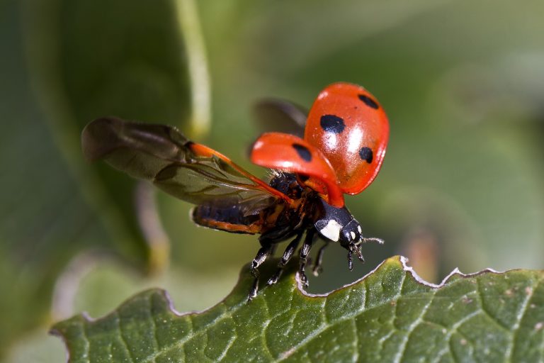 Why Introducing Baby Ladybugs will Improve Your Garden Immediately ...
