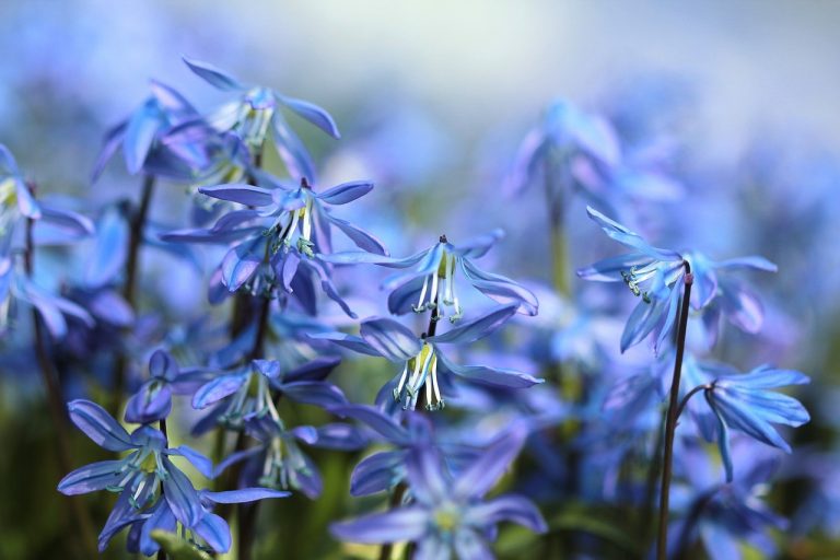 30 of The Best Bulb Plants to Choose for a Breathtaking Flower Garden ...