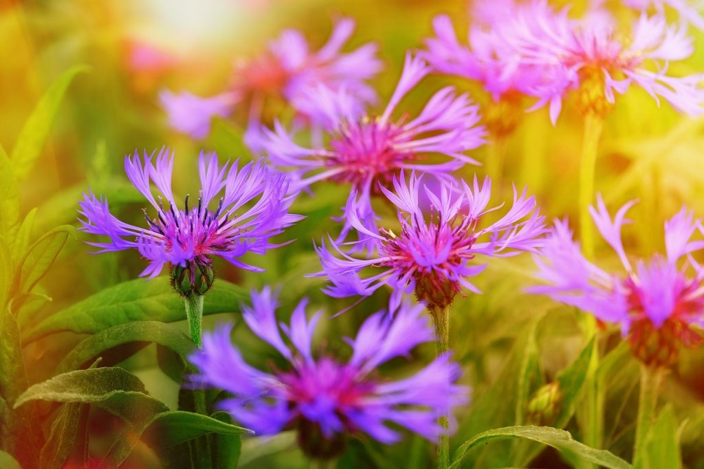 A Complete Guide on Growing Cornflower for Perfect Perennial Blooms ...
