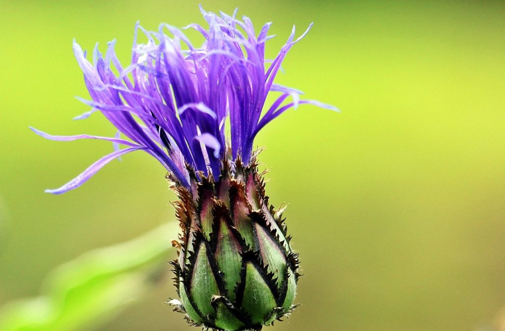 A Complete Guide on Growing Cornflower for Perfect Perennial Blooms ...