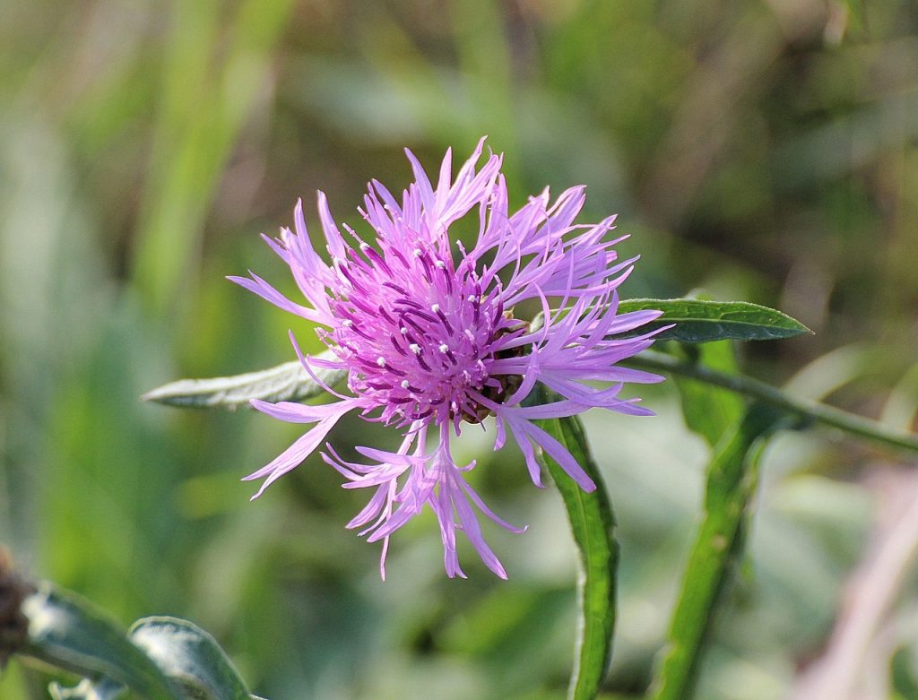 A Complete Guide on Growing Cornflower for Perfect Perennial Blooms ...