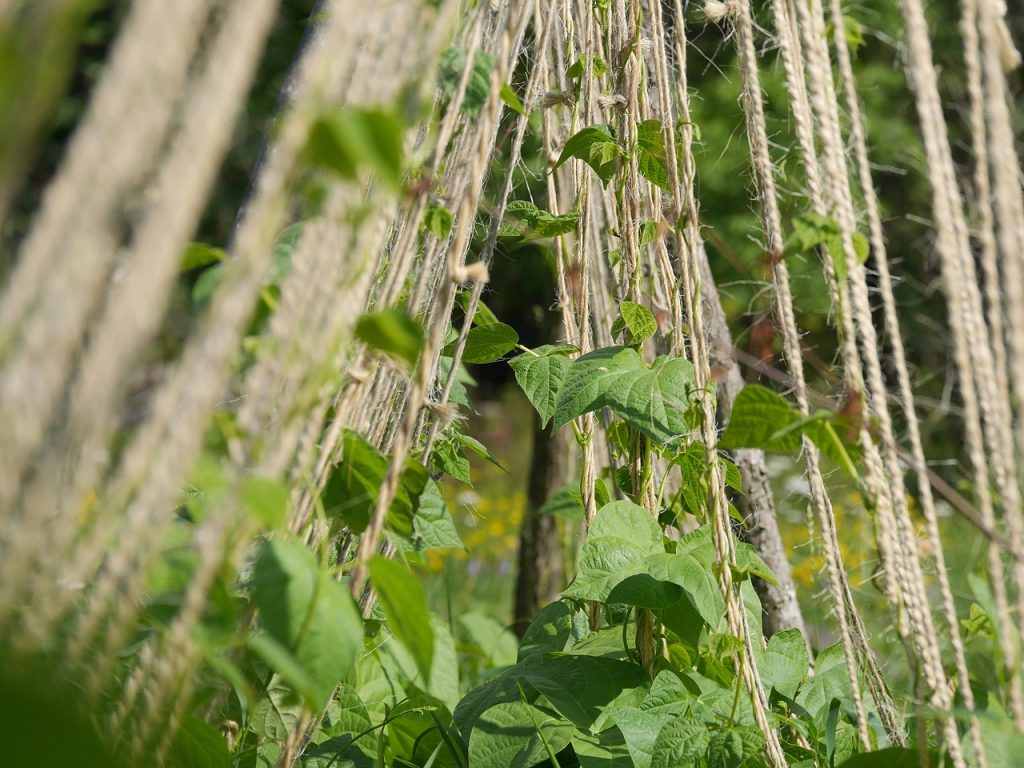 12 Climbing Vegetables that will Thrive when Trained up Garden Walls ...