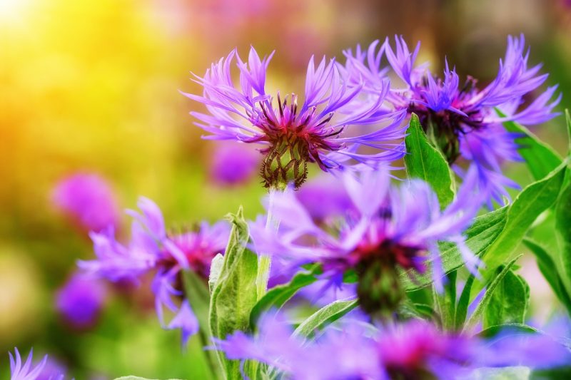 A Complete Guide on Growing Cornflower for Perfect Perennial Blooms ...
