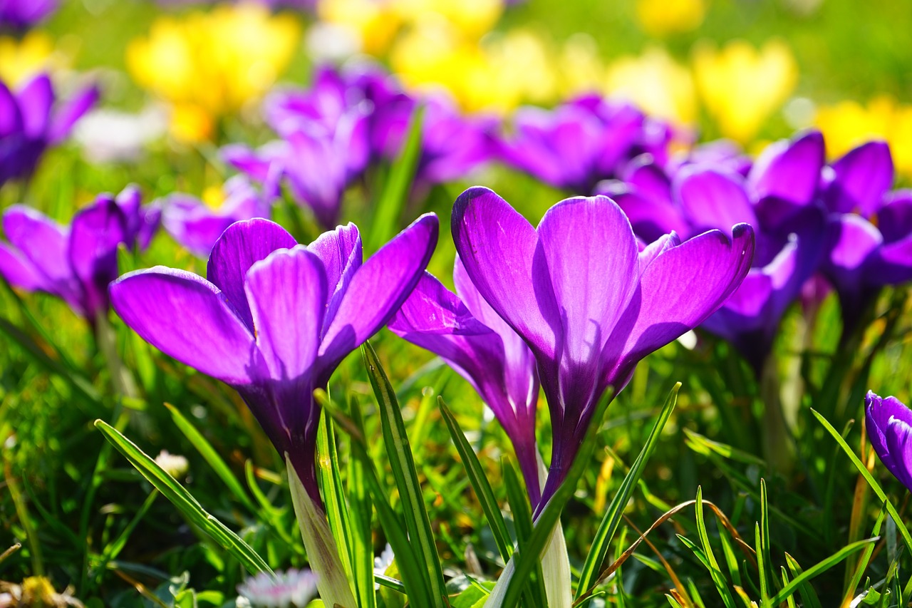 30 of The Best Bulb Plants to Choose for a Breathtaking Flower Garden ...