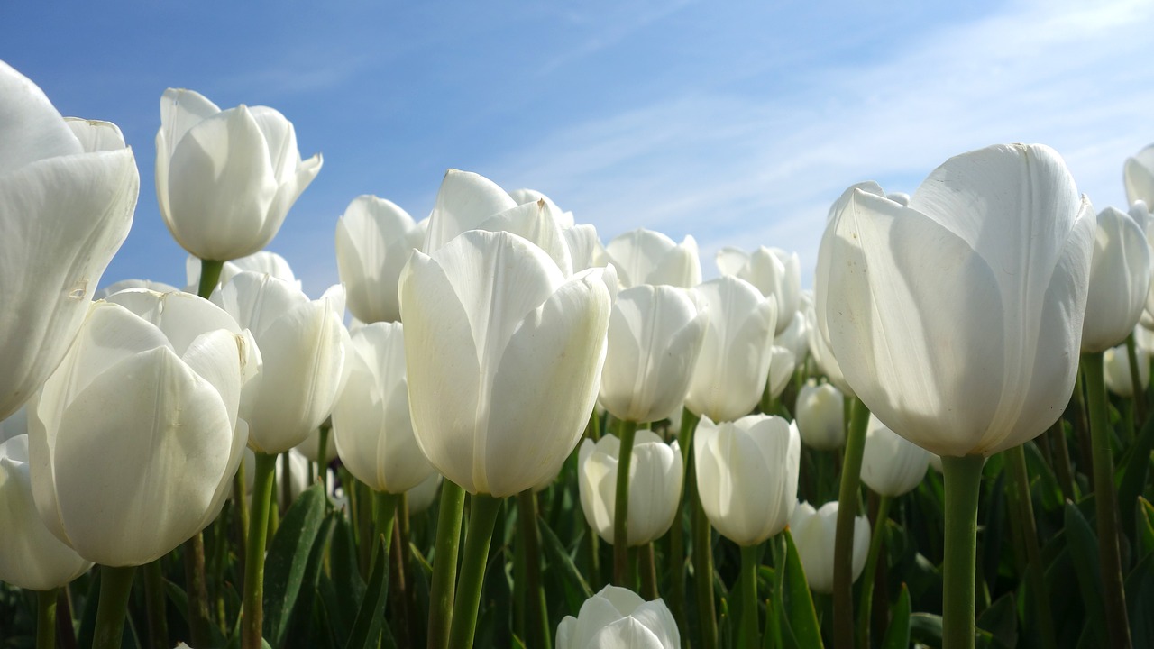 30 of The Best Bulb Plants to Choose for a Breathtaking Flower Garden ...