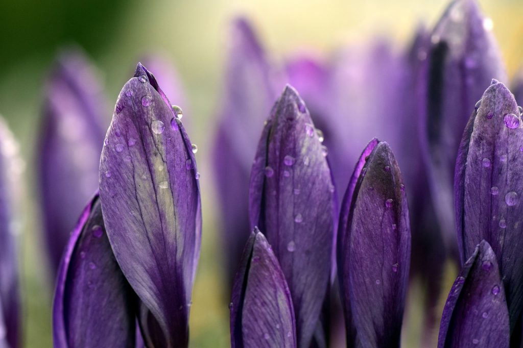 30 of The Best Bulb Plants to Choose for a Breathtaking Flower Garden ...